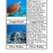 Types of Sea Turtles Three/four Part Cards - Etsy