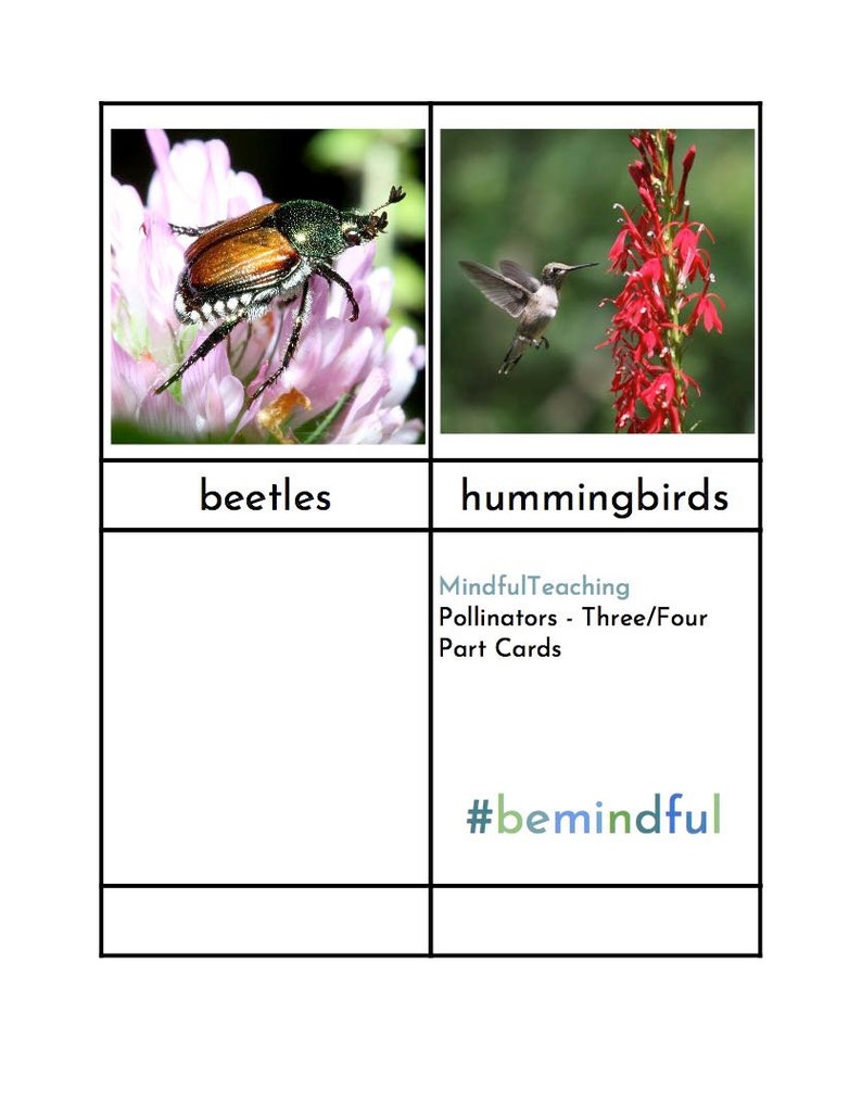 Pollinators Montessori Three/four Part Cards - Etsy