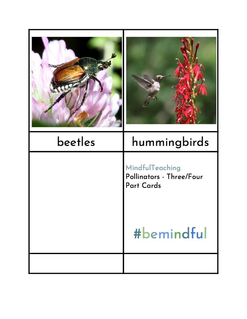 Pollinators Montessori Three/four Part Cards - Etsy