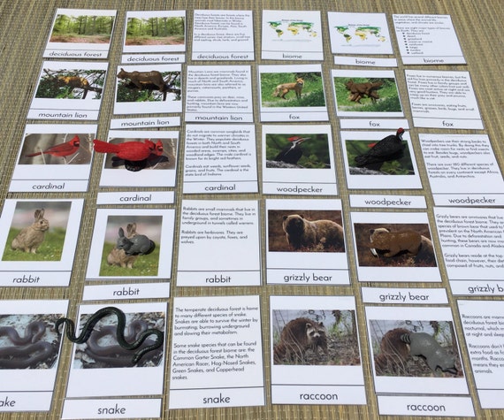 Deciduous Biome Animals