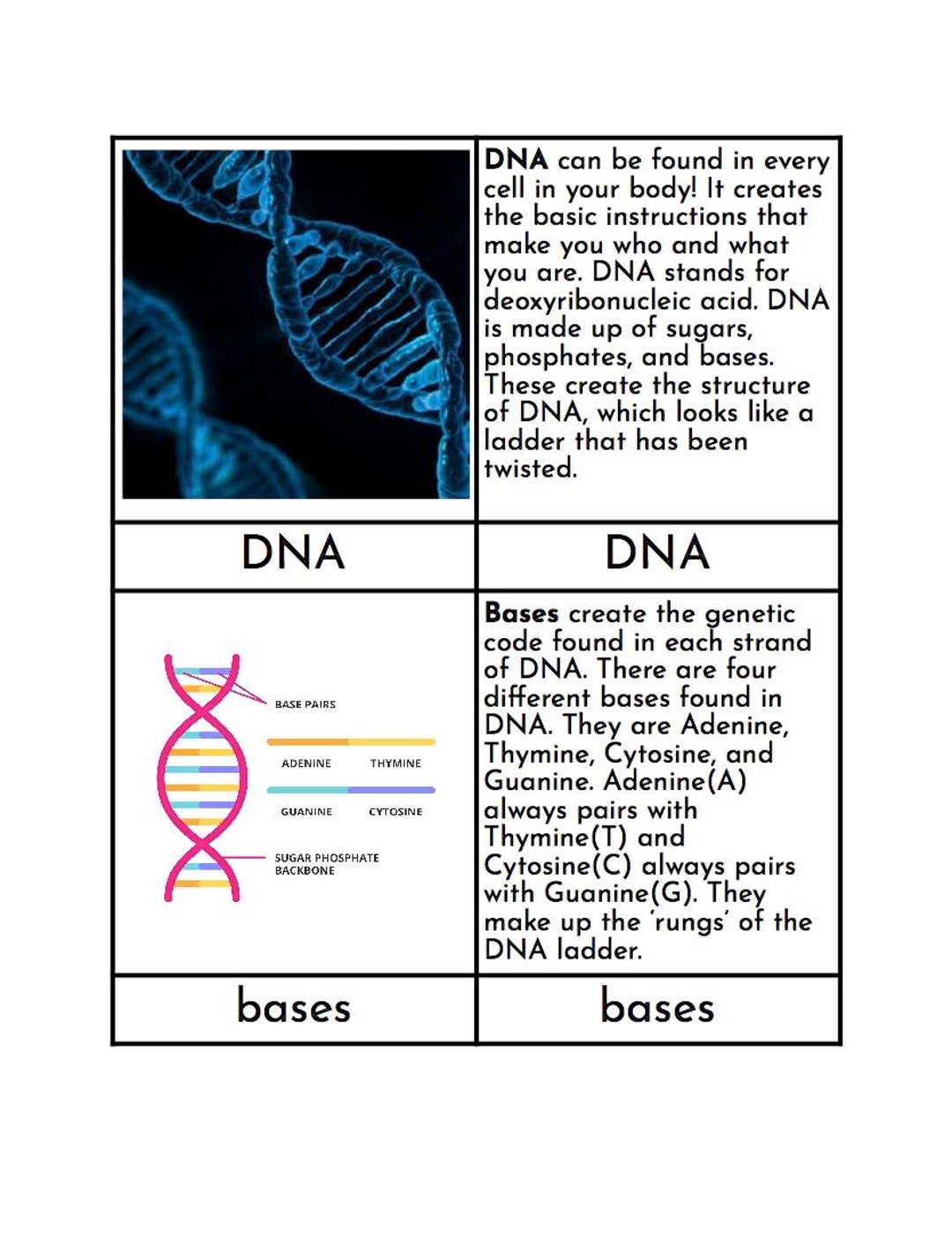 DNA - Montessori Three/four Part Cards - Etsy