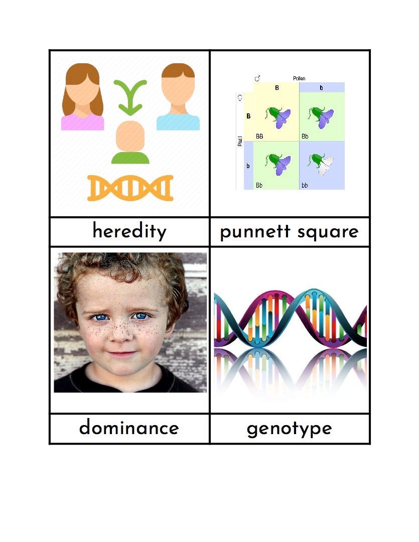 Genotype Definition For Kids