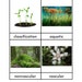 Types of Plants Montessori Three Part Cards - Etsy