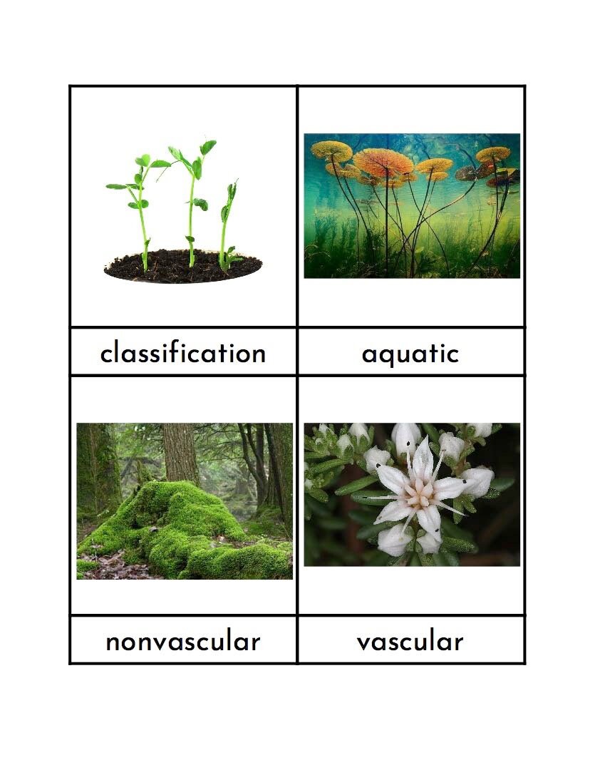Types of Plants Montessori Three Part Cards - Etsy