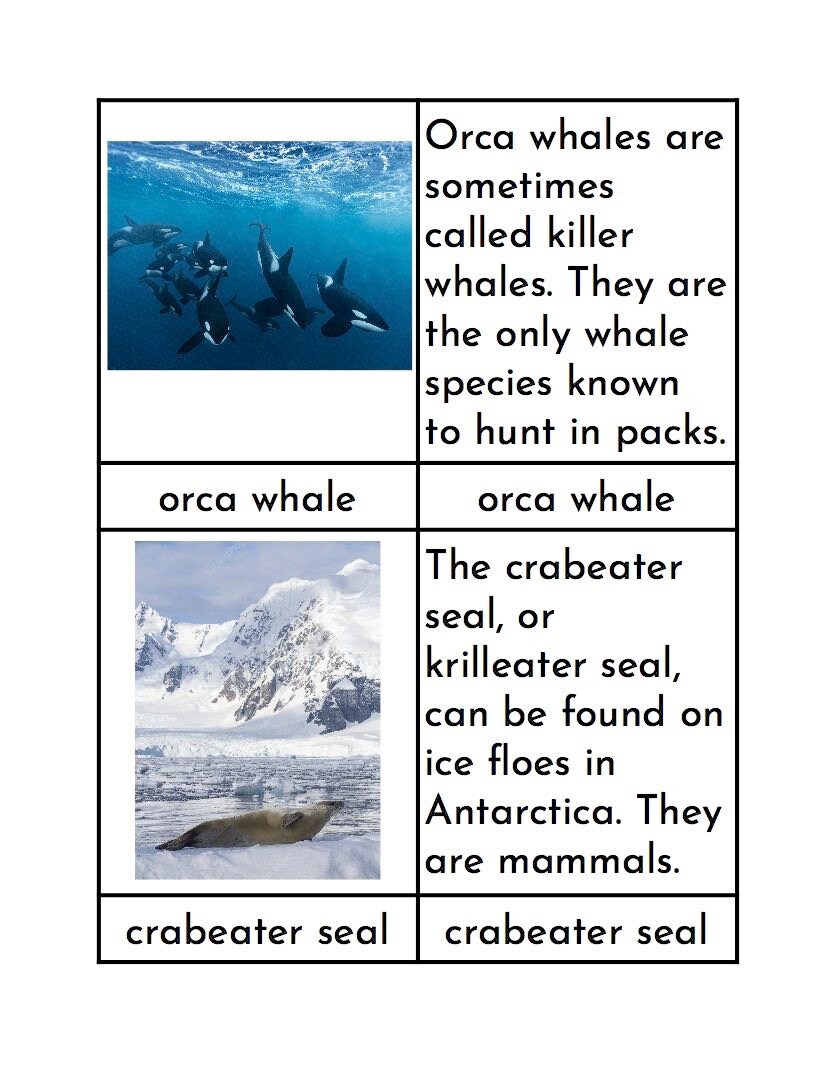Animals of Antarctica Montessori Three/four Part Cards - Etsy