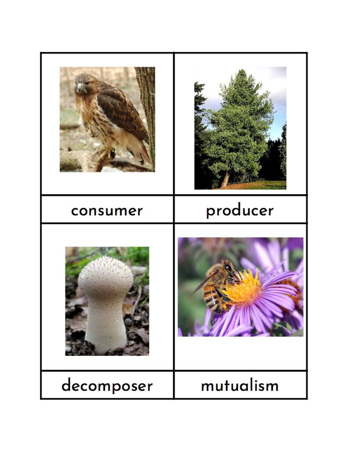Montessori Parts of an Ecosystem Three/four Part Cards - Etsy