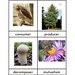 Montessori Parts of an Ecosystem Three/four Part Cards - Etsy