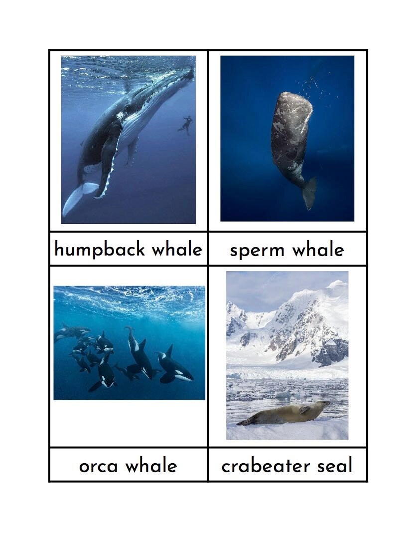 Animals of Antarctica Montessori Three/four Part Cards - Etsy