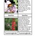 Pollinators Montessori Three/four Part Cards - Etsy