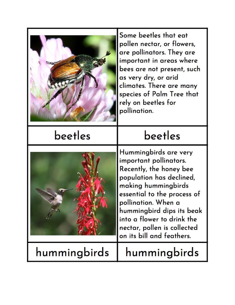 Pollinators Montessori Three/four Part Cards - Etsy