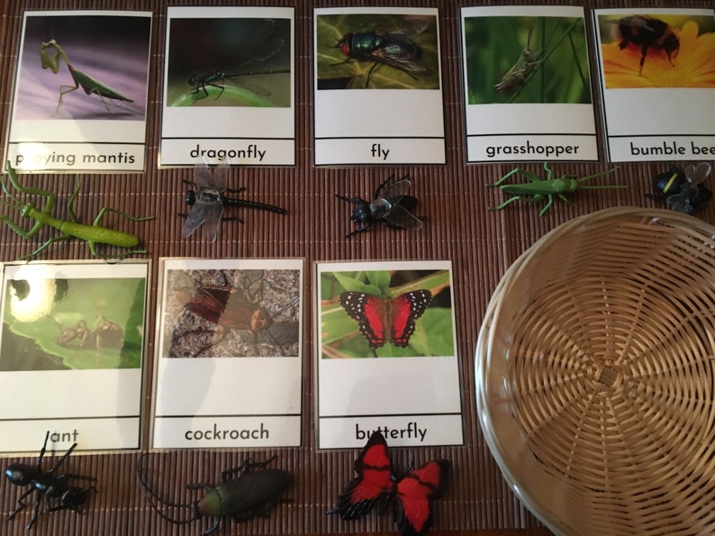 Montessori Insects Three Part Cards and Matching Objects - Etsy