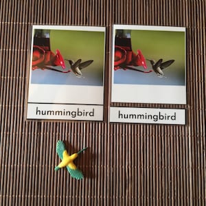 Montessori Birds Three Part Cards and Matching Objects - Etsy