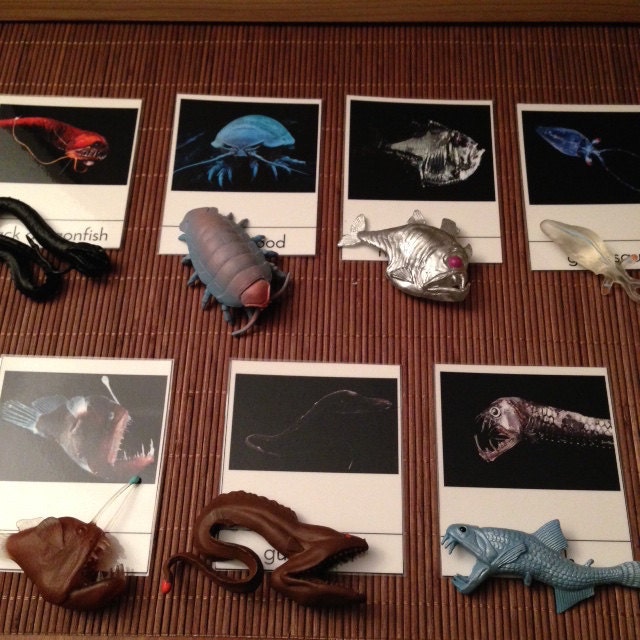 Montessori Deep Sea Creatures Four Part Cards With Objects - Etsy