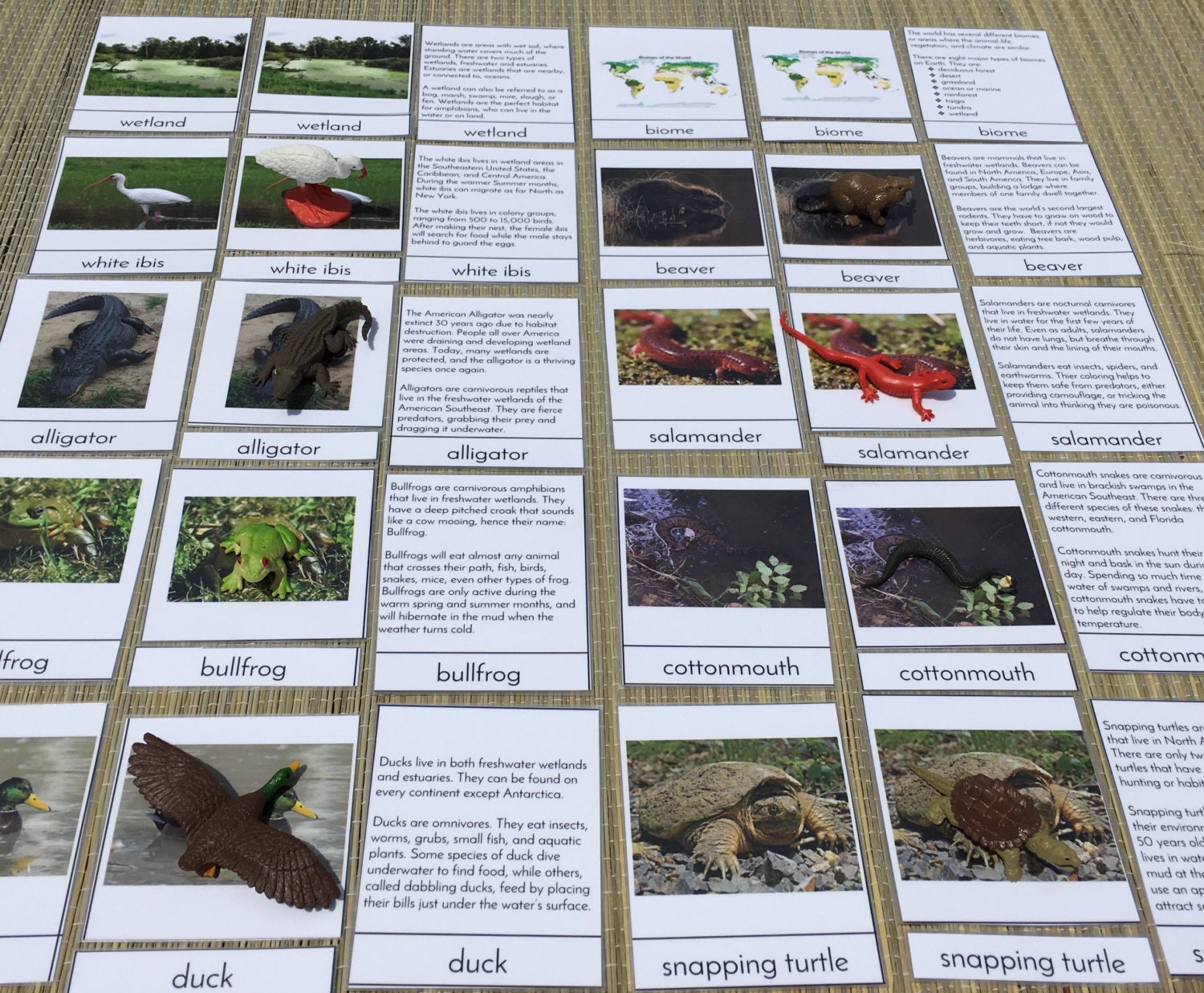 Biome Box Wetland Objects and Three/four Part Cards - Etsy