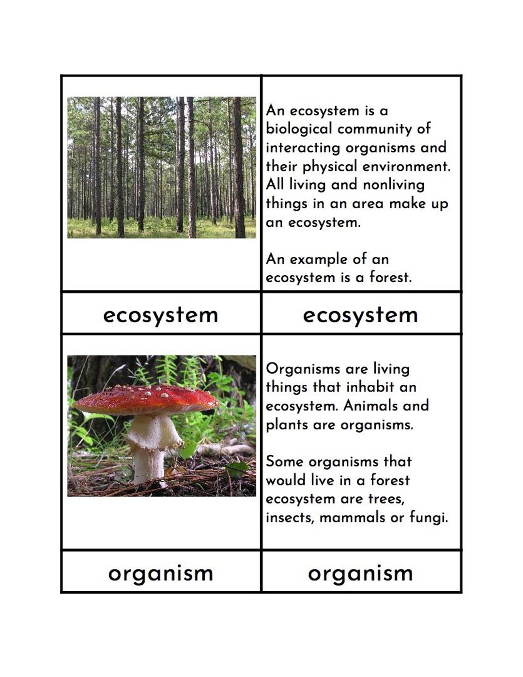 Montessori Parts of an Ecosystem - Three/four Part Cards - Etsy
