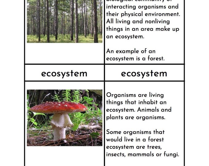Montessori Parts of an Ecosystem - Three/four Part Cards - Etsy