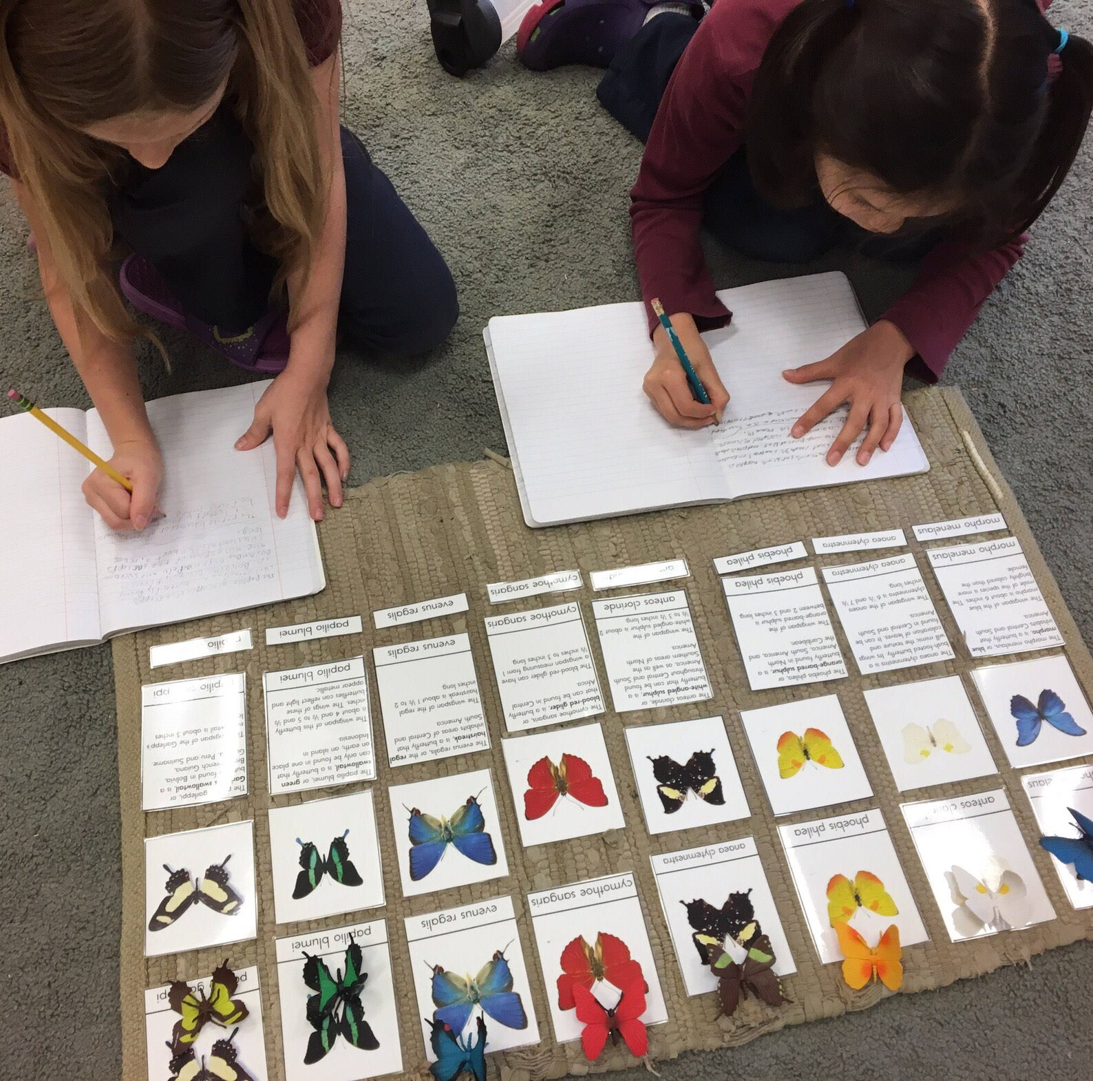 Montessori Butterflies Three/four Part Cards With Matching - Etsy