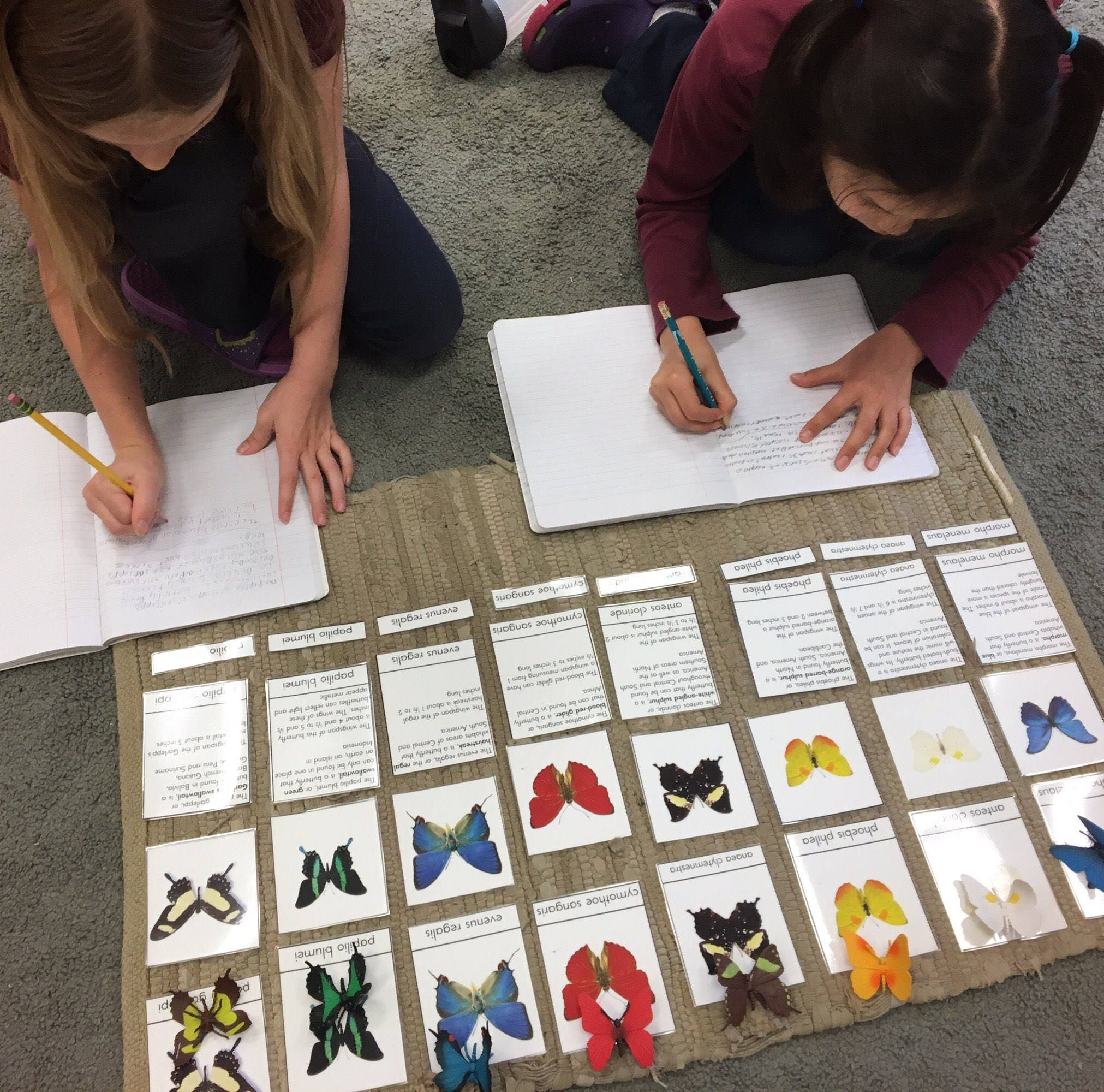 Montessori Butterflies Three/four Part Cards With Matching Objects - Etsy