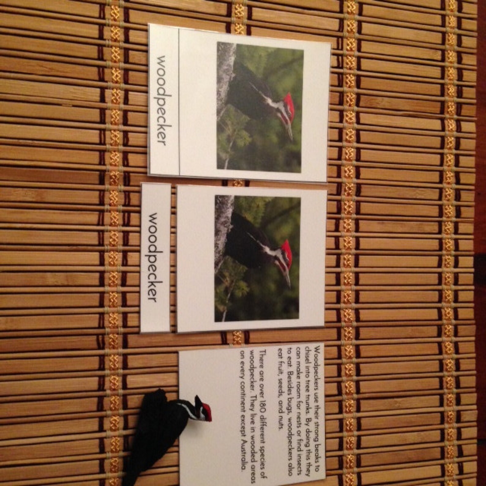 Montessori Backyard Birds Four Part Cards With Matching - Etsy