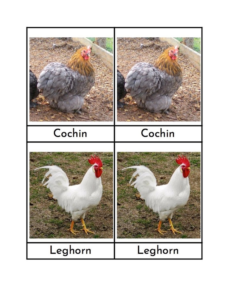 Common Chicken Breeds Montessori Three Part Cards - Etsy