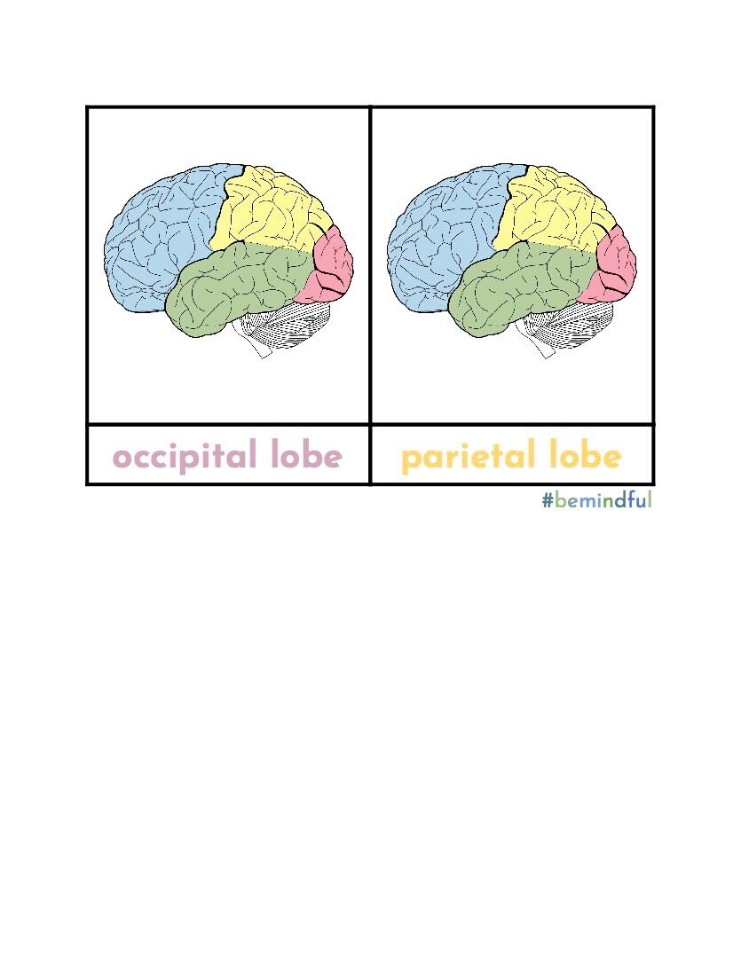 Lobes of the Brain Montessori Three/four Part Cards - Etsy