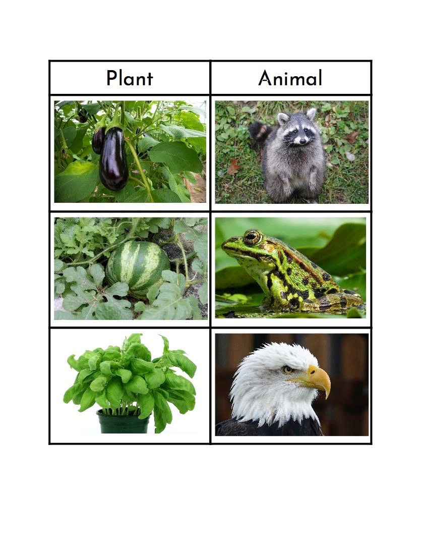 Plant and Animal Sorting Cards - Etsy