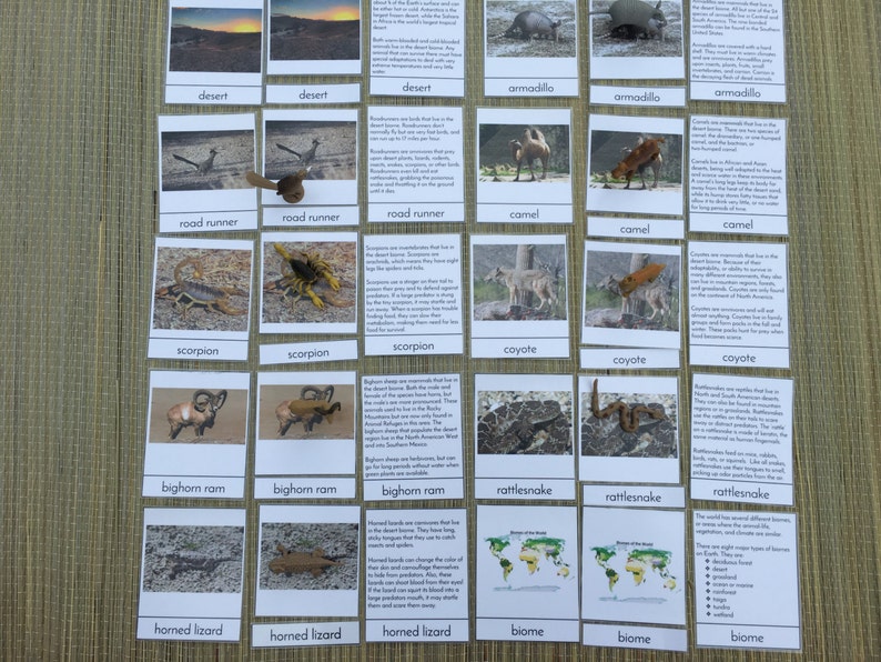 Biome Box Desert Objects & Three/four Part Cards - Etsy