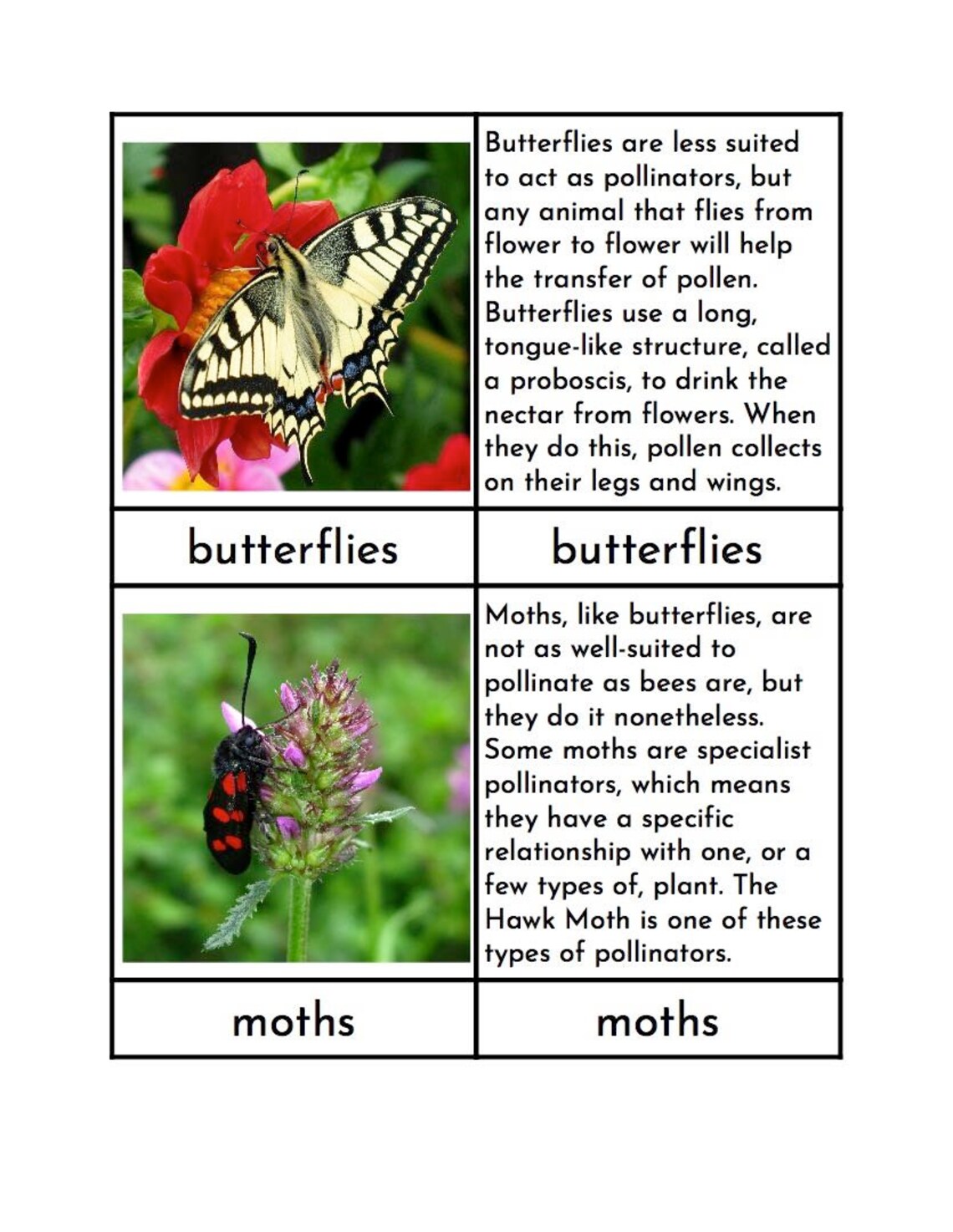 Pollinators Montessori Three/four Part Cards - Etsy