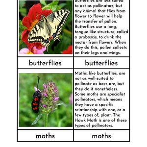 Pollinators Montessori Three/four Part Cards - Etsy