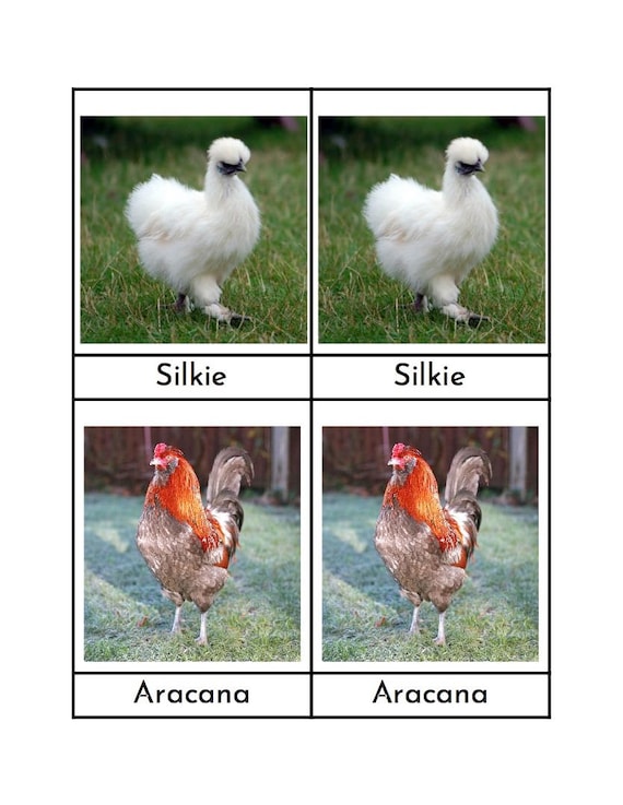 Common Chicken Breeds Montessori Three Part Cards | Etsy
