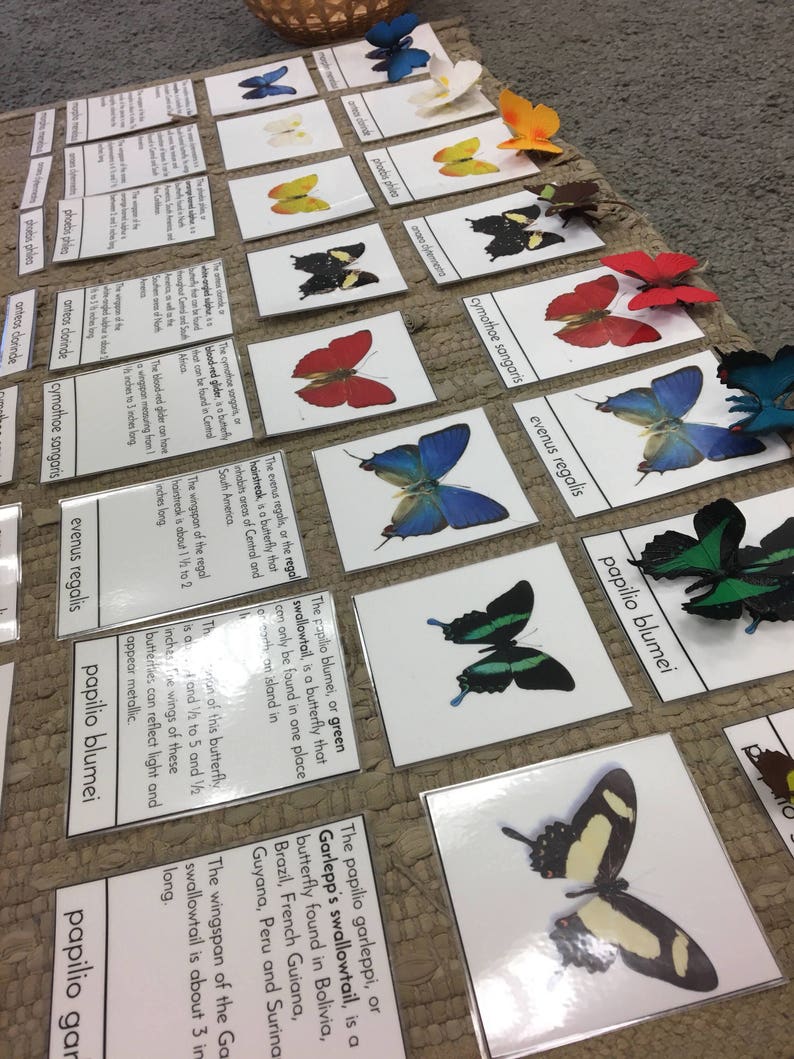Montessori Butterflies Three/four Part Cards With Matching - Etsy