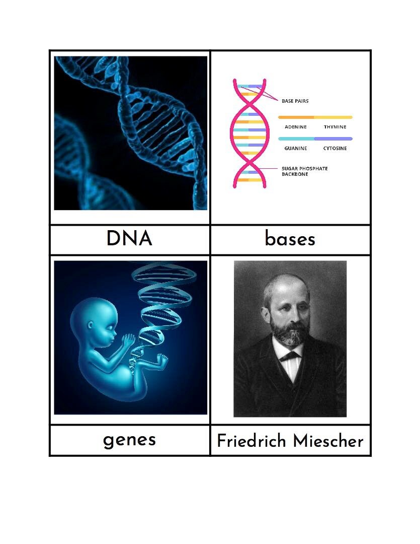 DNA Montessori Three/four Part Cards - Etsy