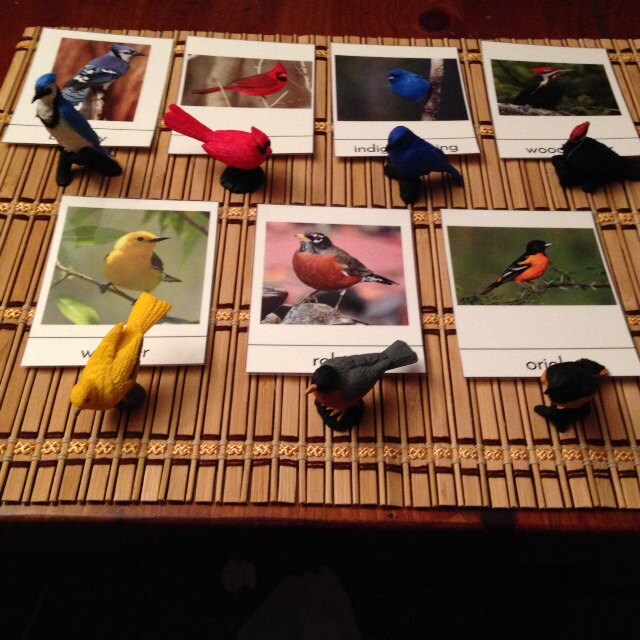 Montessori Backyard Birds Four Part Cards With Matching - Etsy