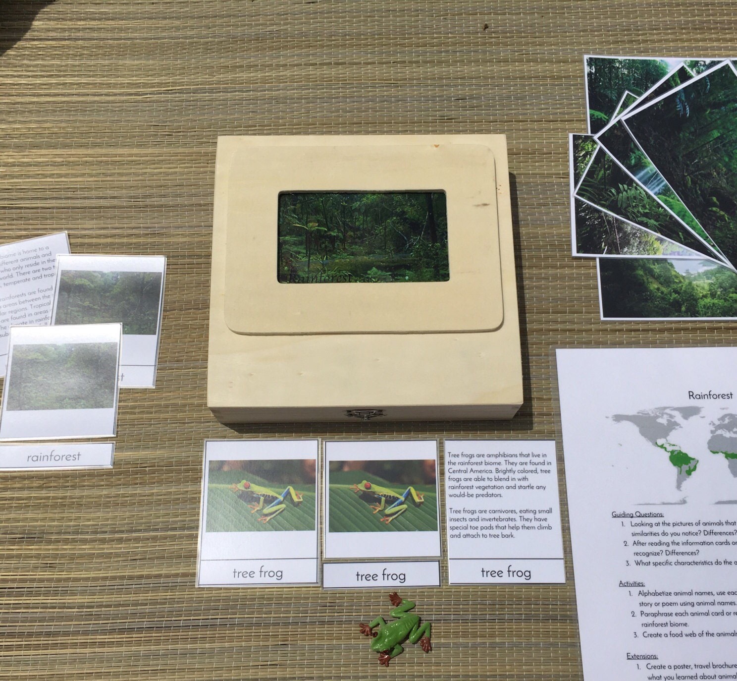 Biome Box Rainforest Objects & Three/four Part Cards - Etsy