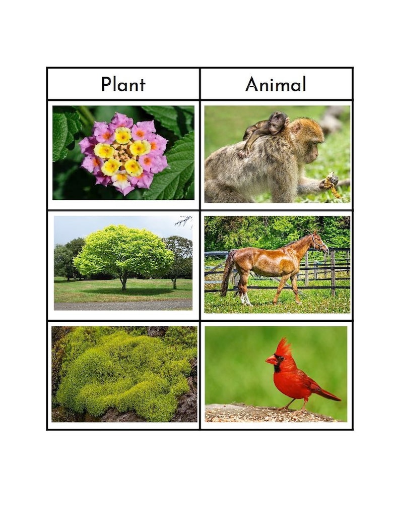 Plant and Animal Sorting Cards - Etsy