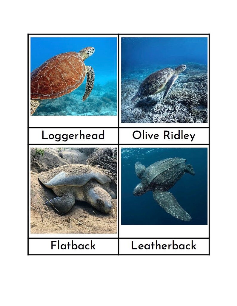 Types of Sea Turtles Three/four Part Cards - Etsy