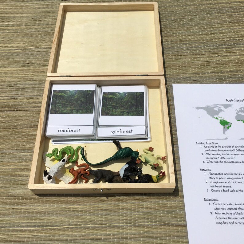 Biome Box Rainforest Objects & Three/four Part Cards - Etsy