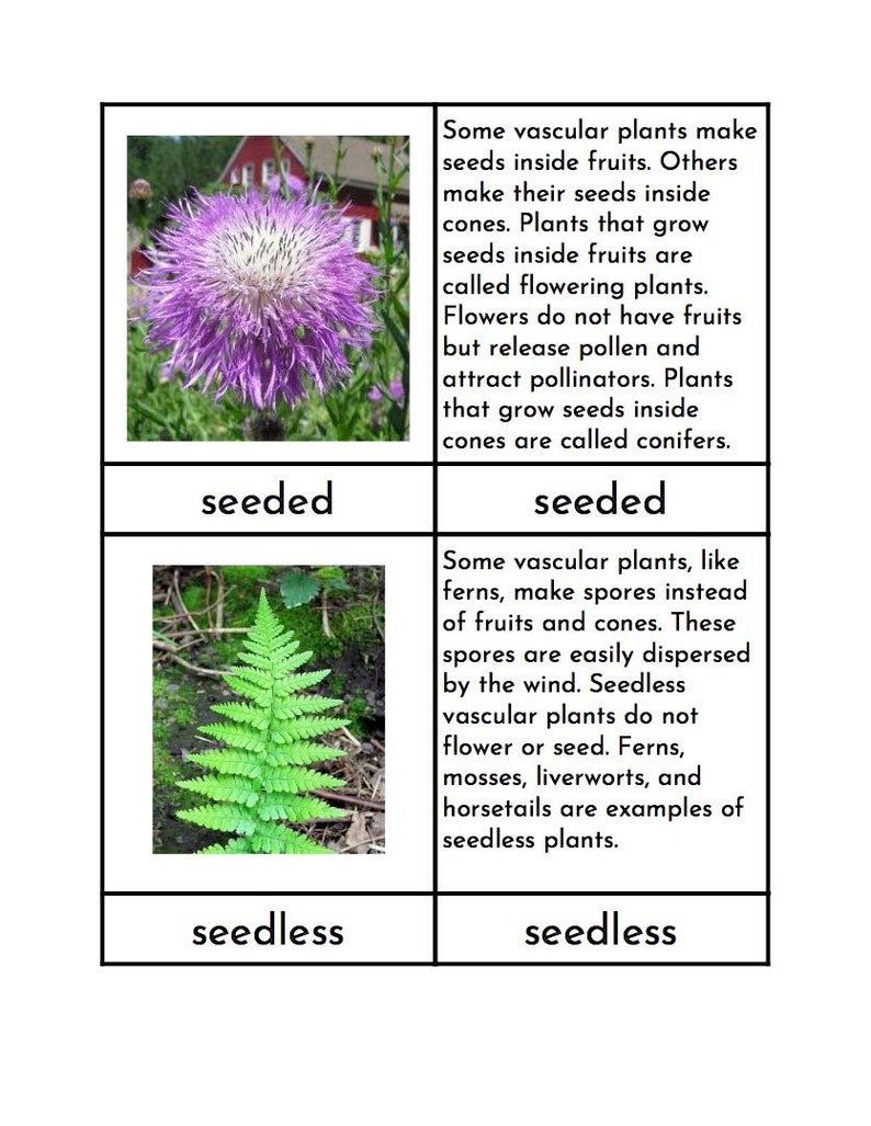 Types of Plants Montessori Three Part Cards - Etsy