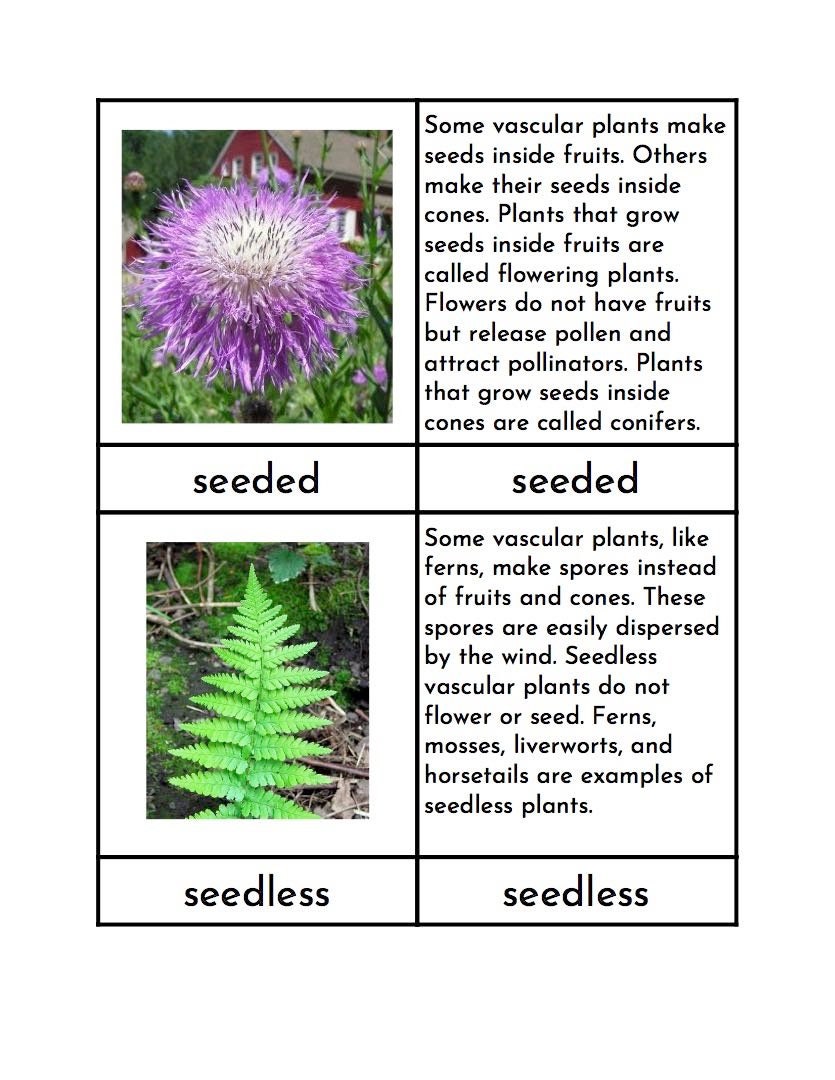 Types of Plants Montessori Three Part Cards - Etsy