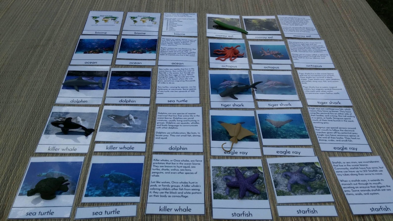 Biome Box Ocean Objects & Three/four Part Cards - Etsy