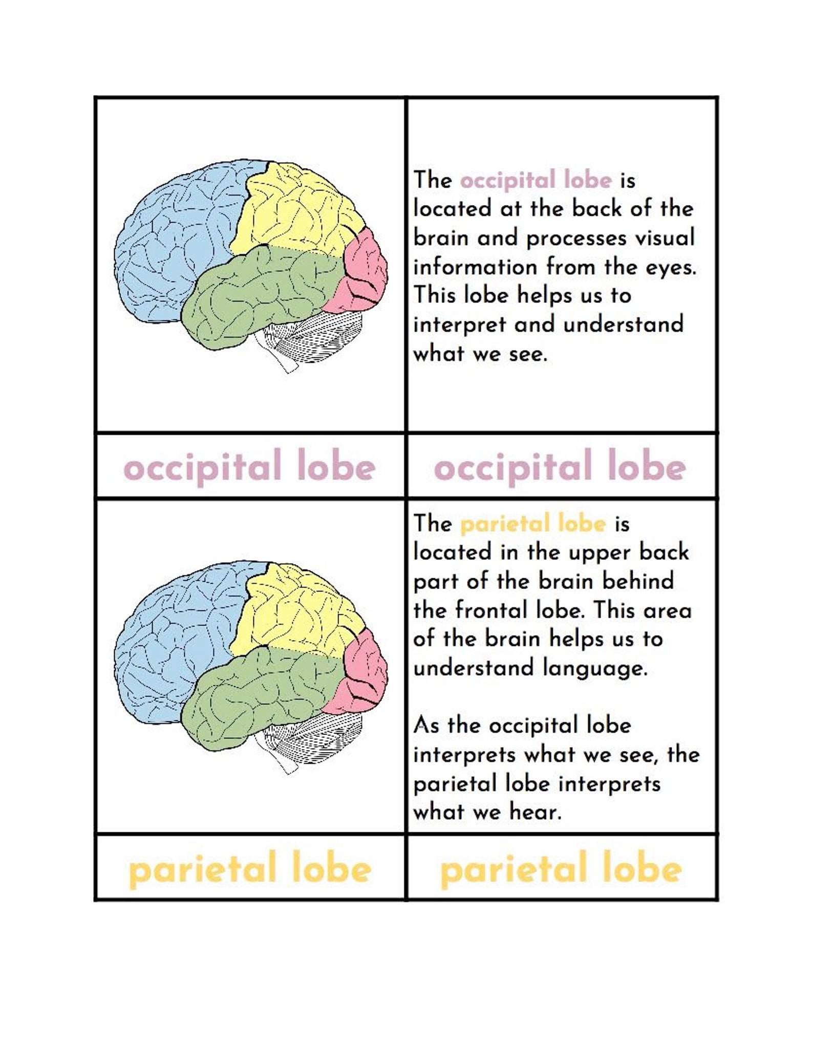 Lobes of the Brain Montessori Three/four Part Cards - Etsy