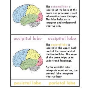 Lobes of the Brain Montessori Three/four Part Cards - Etsy
