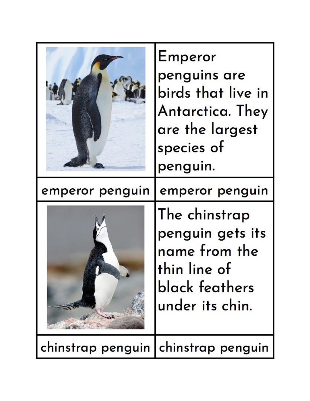 Animals of Antarctica Montessori Three/four Part Cards - Etsy