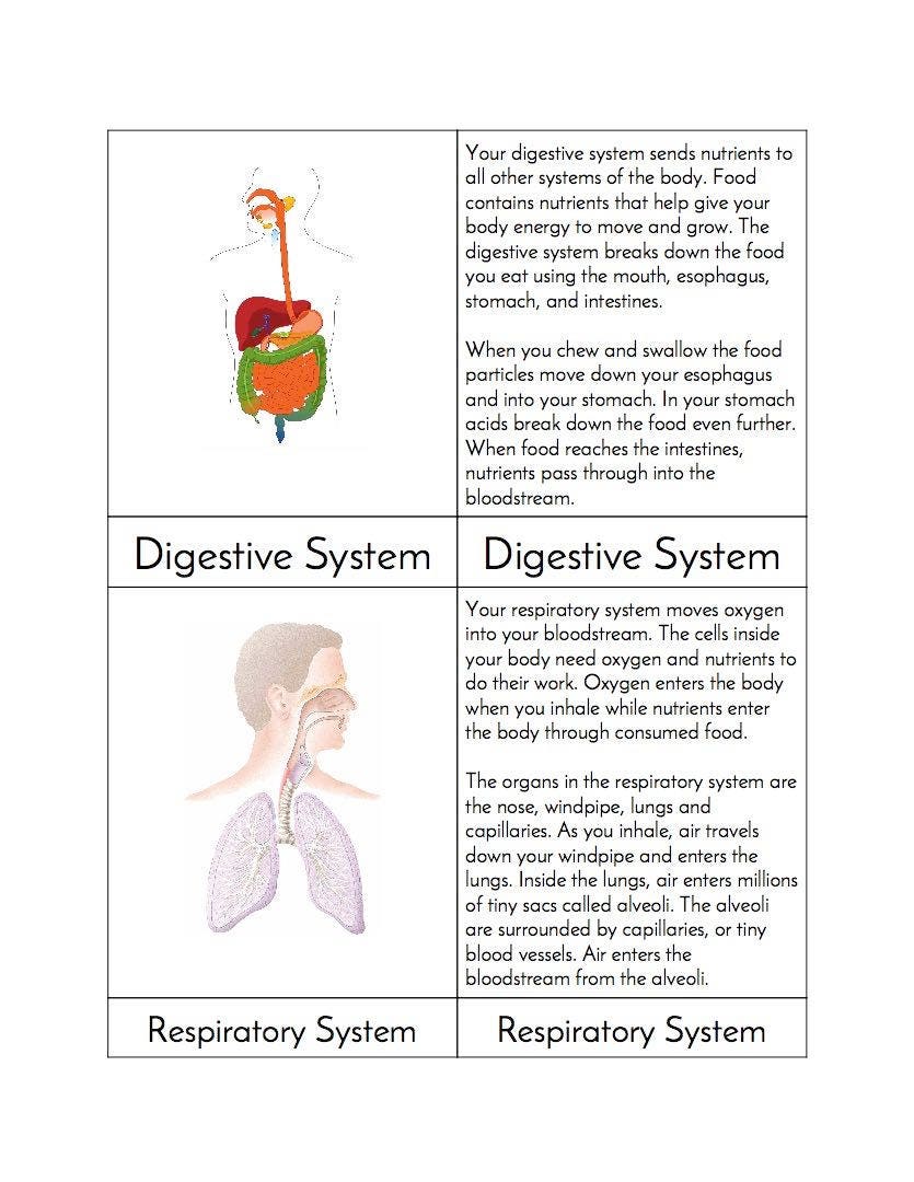 Systems of the Body Montessori Three/four Part Cards - Etsy