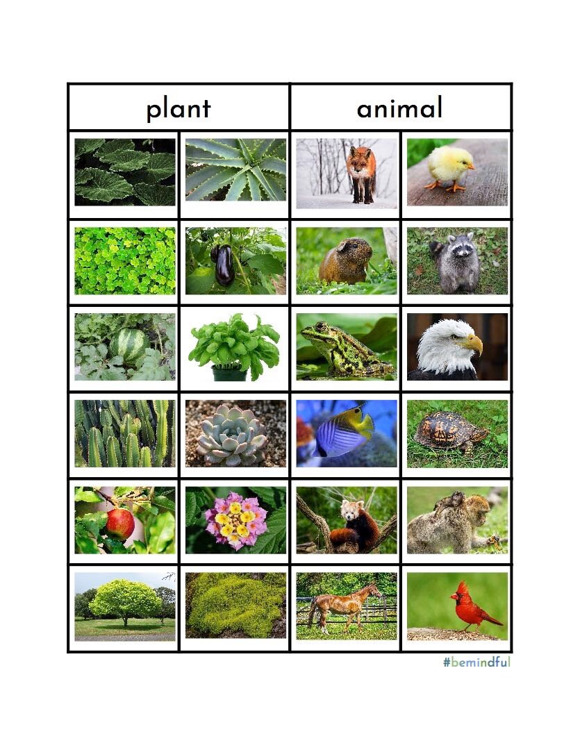 Plant and Animal Sorting Cards - Etsy