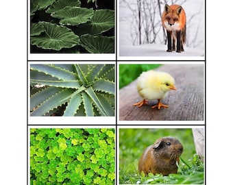 PLANT and ANIMAL Sorting Cards Game Montessori Activity Preschool ...