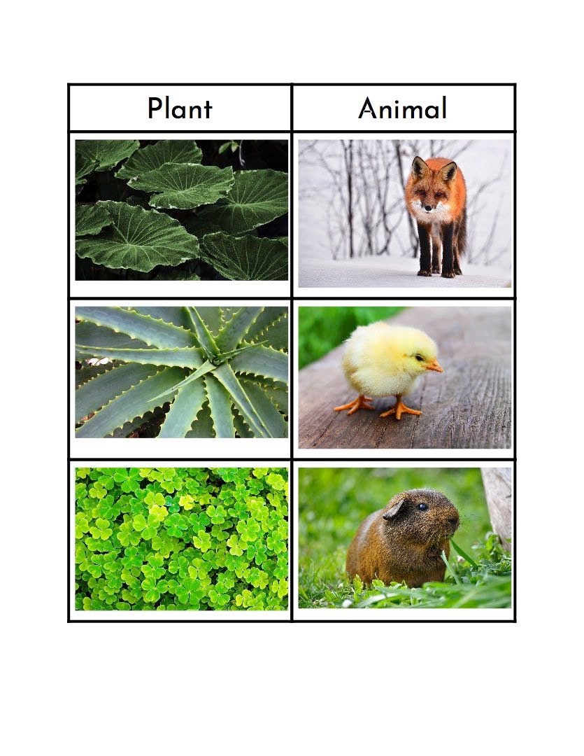 Organism Plants And Animals