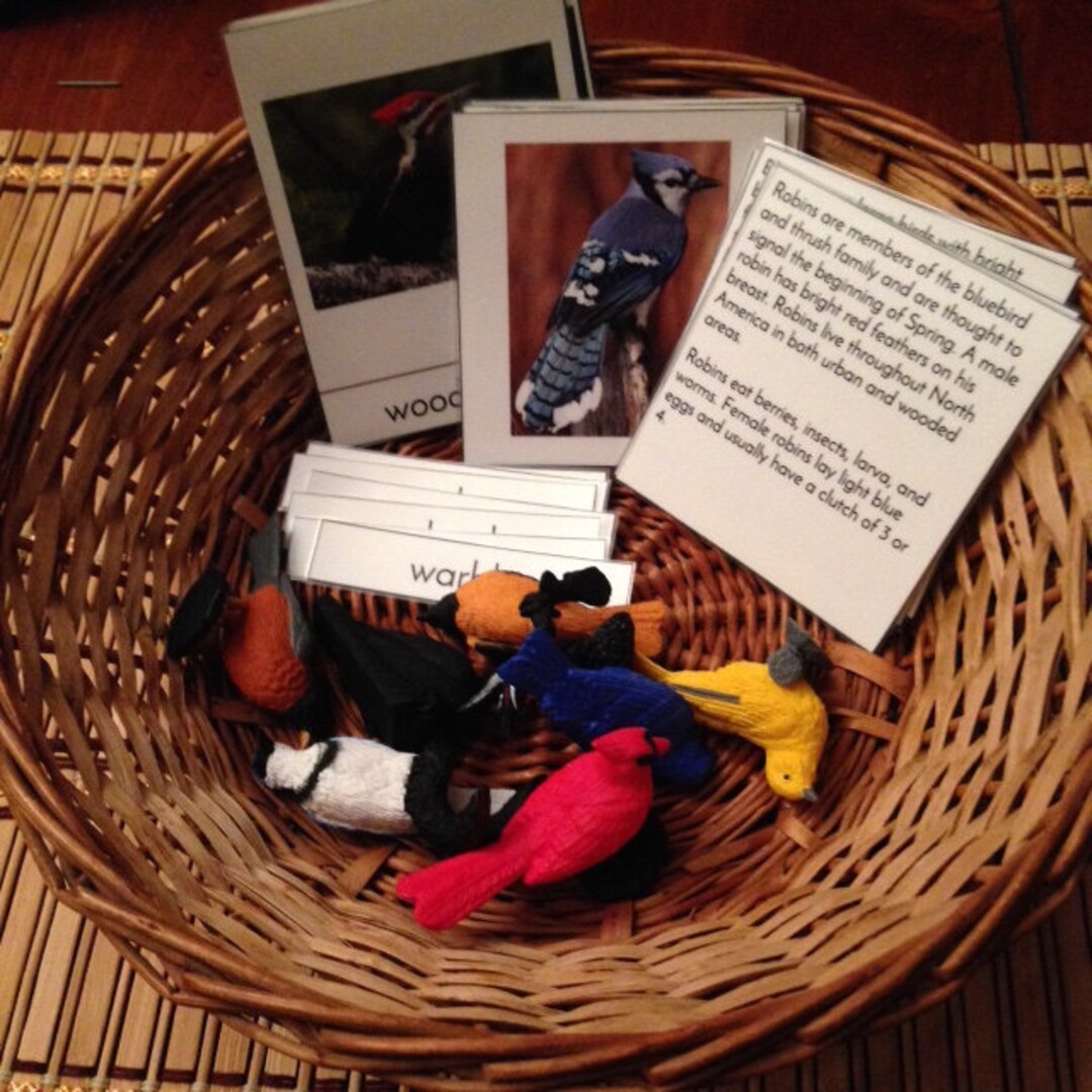Montessori Backyard Birds - Four Part Cards With Matching Objects - Etsy