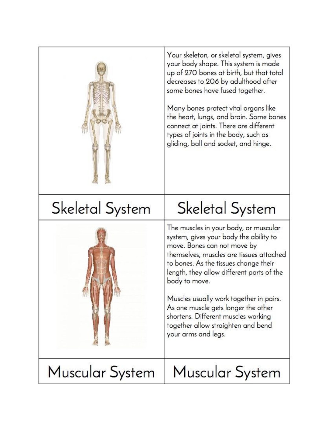 Systems of the Body - Montessori Three/four Part Cards - Etsy