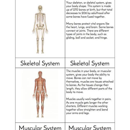 Systems of the Body Montessori Three/four Part Cards - Etsy